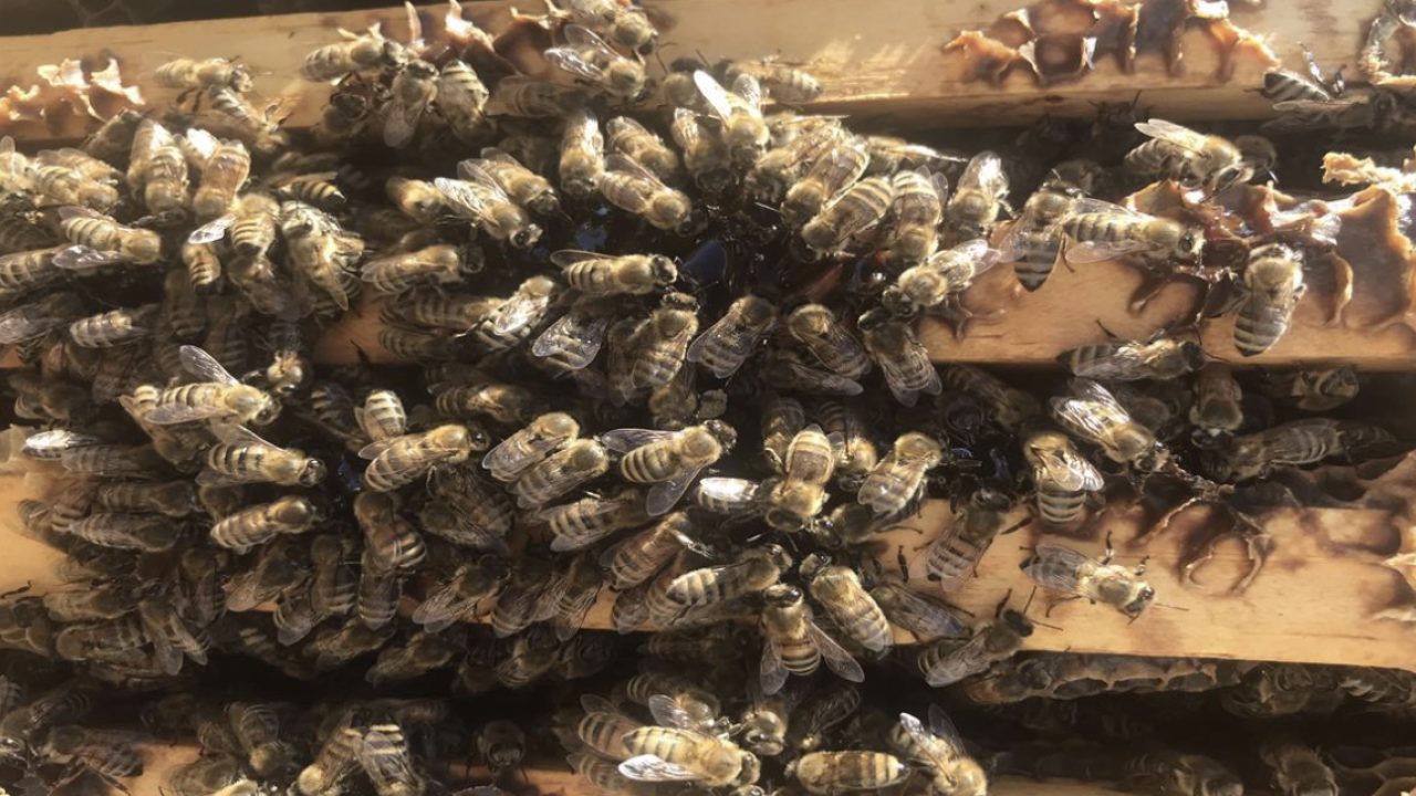 Exploring Beekeeping #3 ONLINE | California Master Beekeeper Program